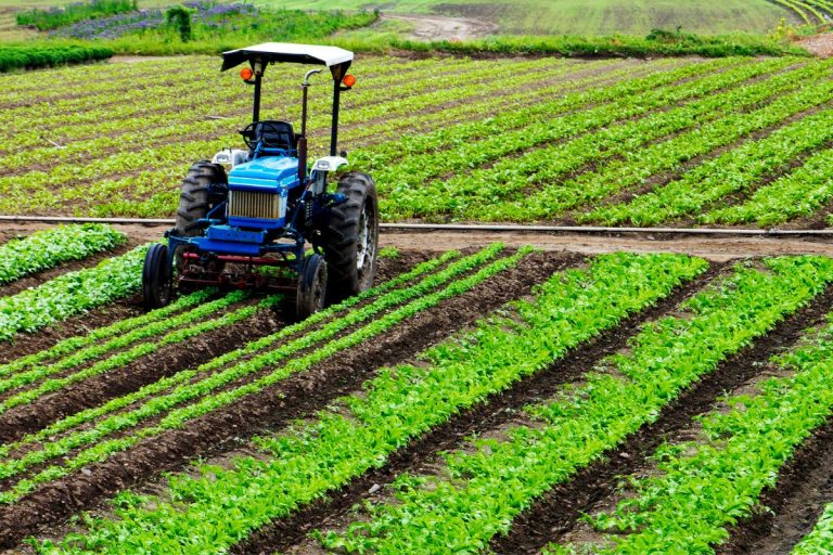 How Important Is Agriculture To The Italian Economy? - Sardinia Farms