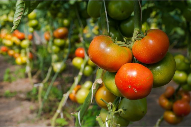 How Italian Crops Are Produced And Harvested In Sardinia – Inside ...