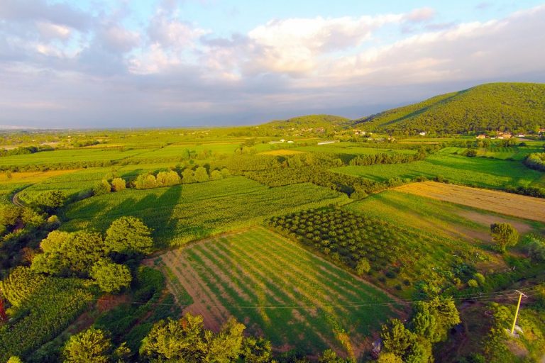 How Italian Crops Are Produced And Harvested In Sardinia – Inside ...